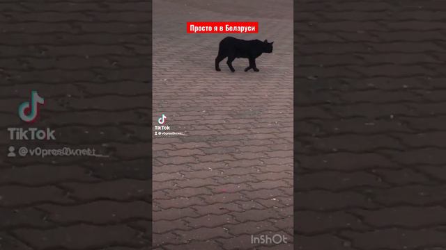 Кот без сапогов и без хвоста. Пздц Мозырь сентябрь 2022 бизнес стартап инвестиции деньги рубли евро