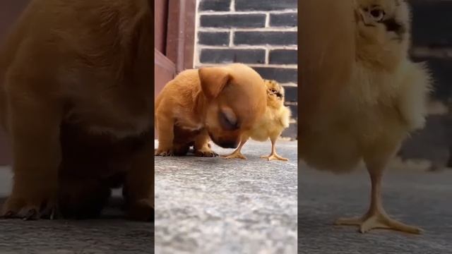 Верные друзья