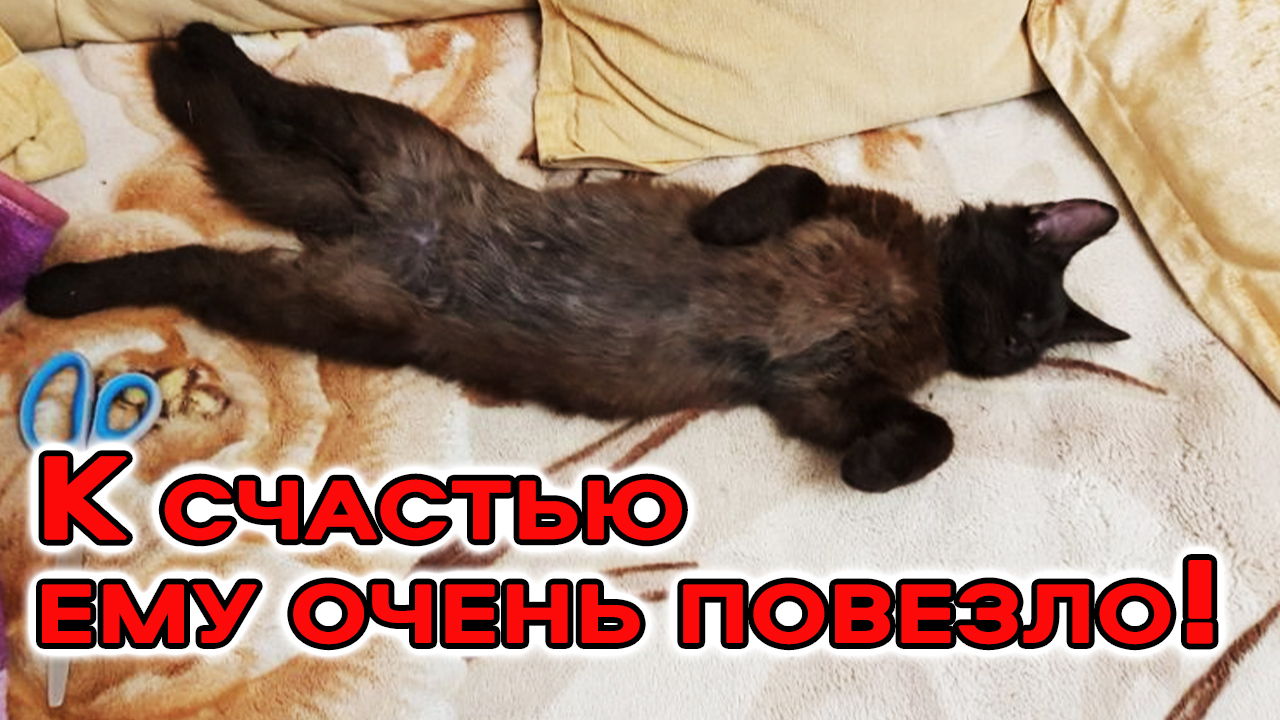 Больной и брошенный  котёнок на дачах случайно встретили человека, который изменил его жизнь