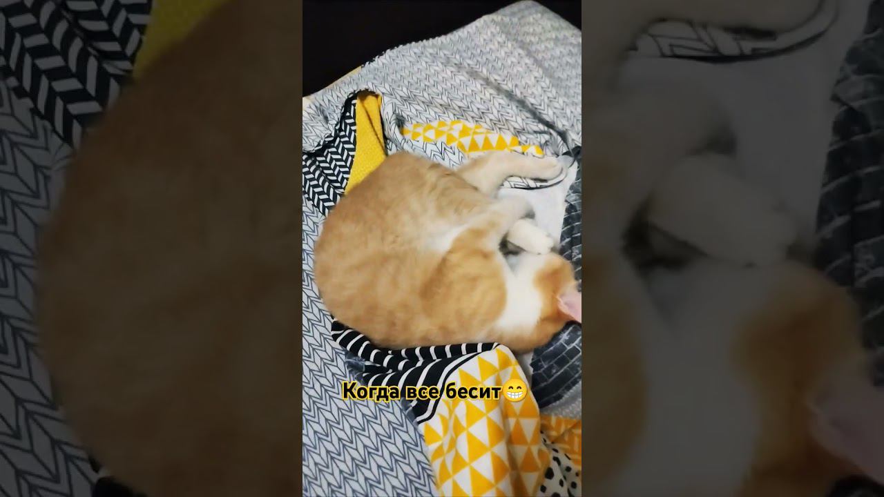 Инуська беситься)