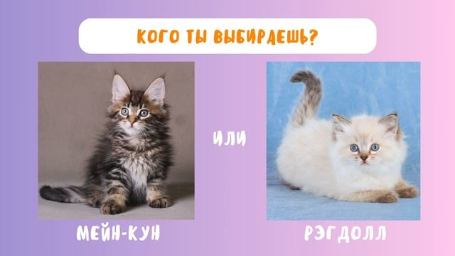 Выбери котенка ? ?⬛ вместе с Quizkids