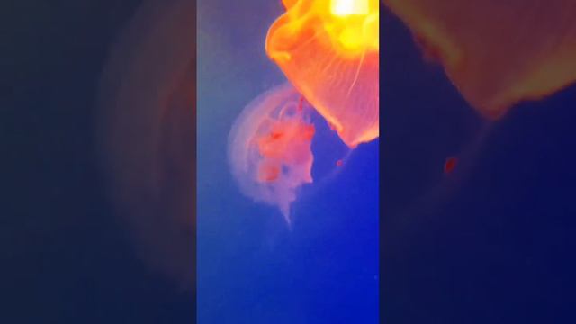 Медузы вблизи. Александра Миркушова