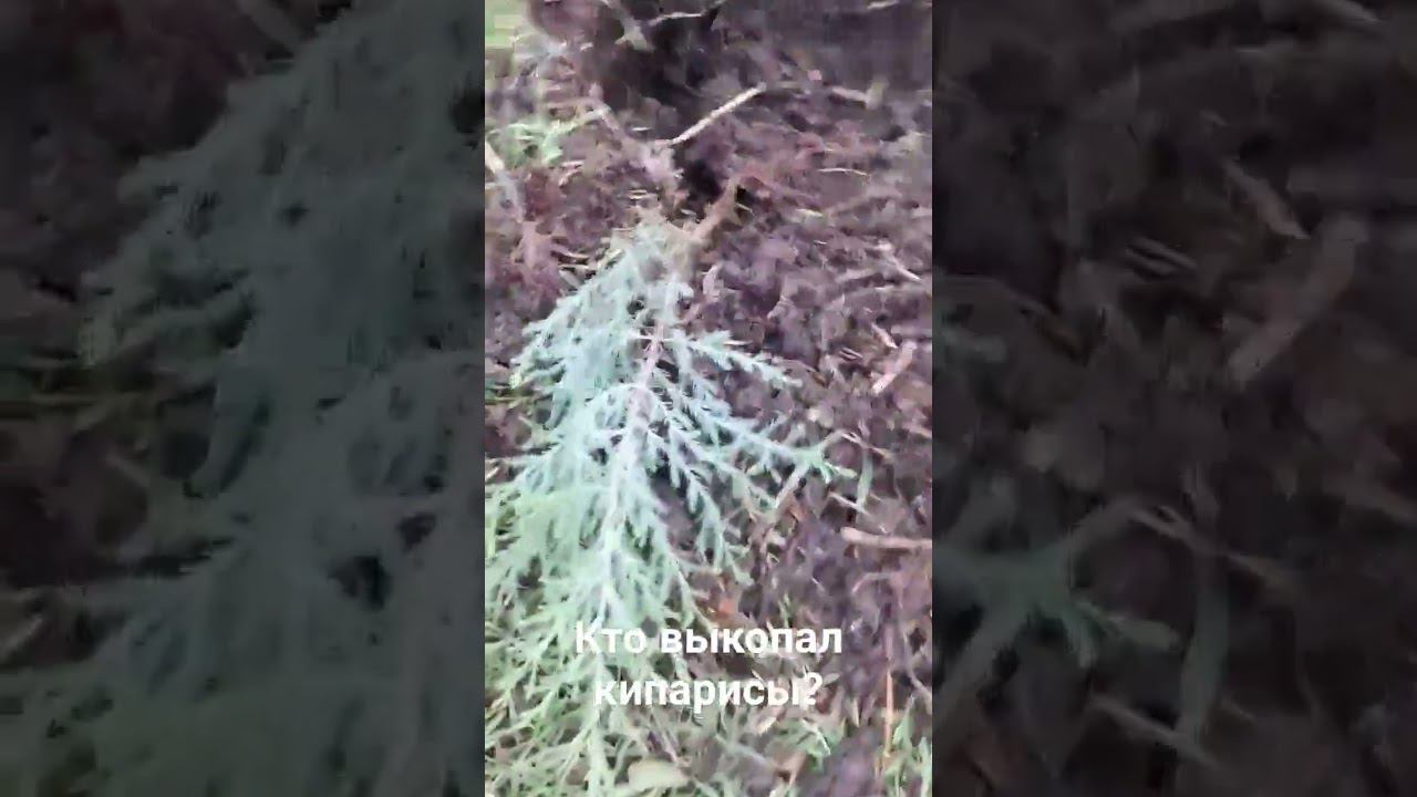 Кто это сделал?! 21 ноября 2023 г.