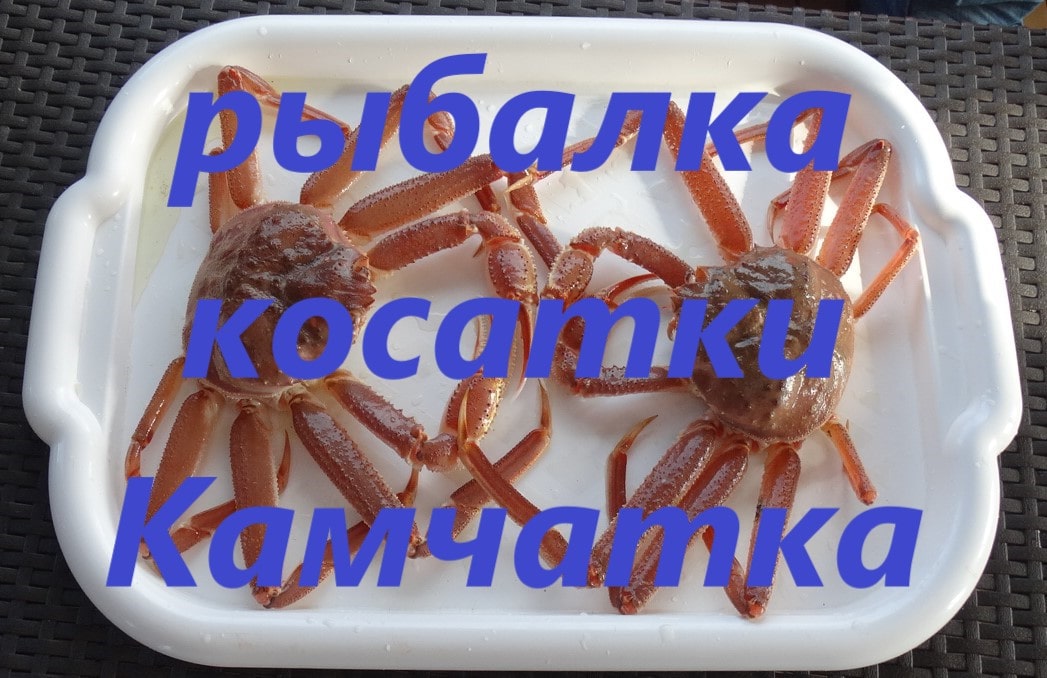 Морская прогулка часть 2. Рыбалка, косатки. Камчатка.
