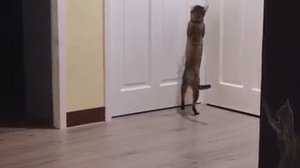 Хитрый кот открывает дверь