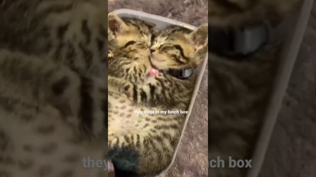 любовь