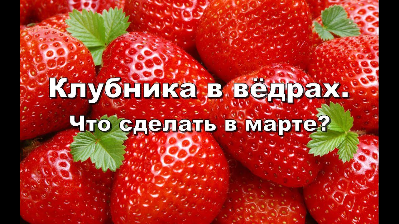 КЛУБНИКА В ВЁДРАХ. Что сделать в марте?