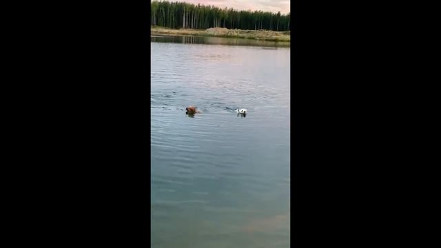 К&Б. Вечерний заплыв.