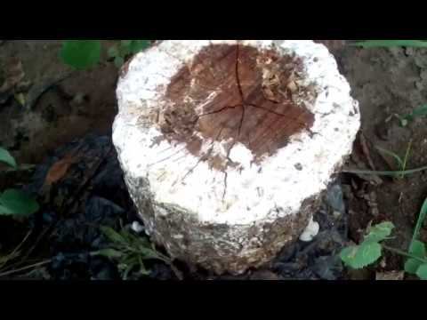 ВЕШЕНКИ в июле.