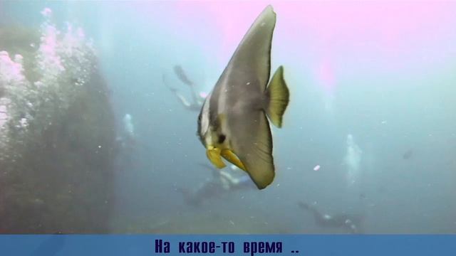 Тайланд - 2012, дайв-сафари по Андаманскому морю. Часть 7. (HD 720p; Sony-HDR-Клон; Canon G12)