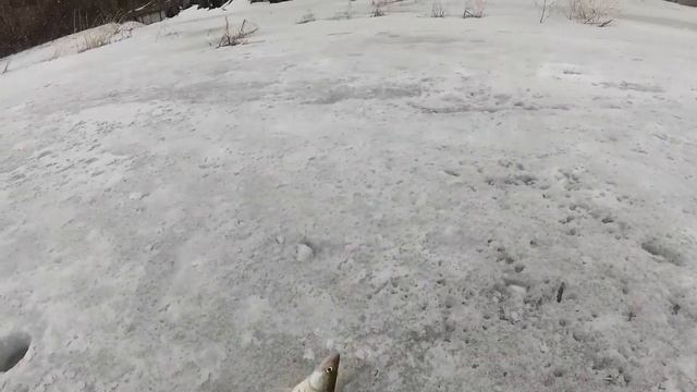 Ловля Судака в конце марта.mp4