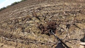И кого я только не встретила, когда приехала на поле золотых червонцев!