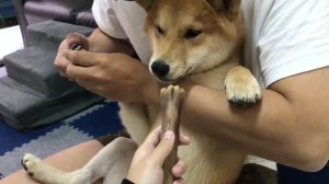 Как подстричь когти собаке