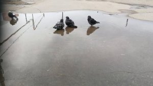 голуби