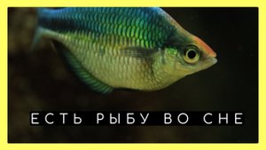 Есть рыбу во сне. Сонник, толкование сна