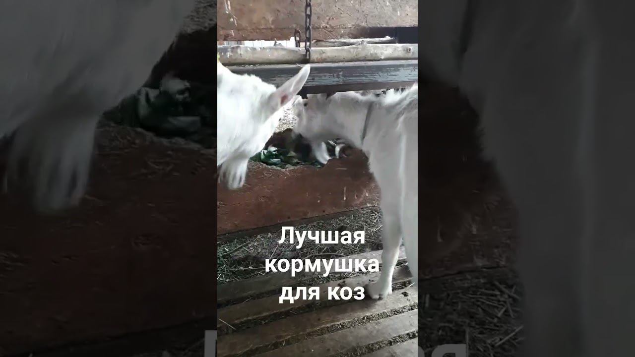 Лучшая кормушка для коз