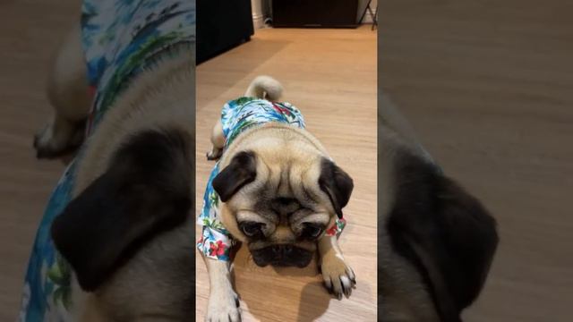 | DO I LOOK COOL IN MY HAWAIIAN SHIRT? | Pangpang the Pug 2021 the dog model |