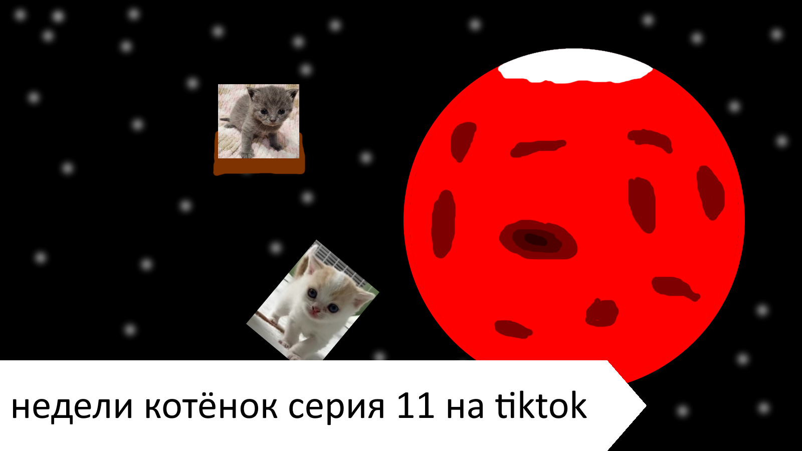 Недели котёнок серия 11 на tiktok