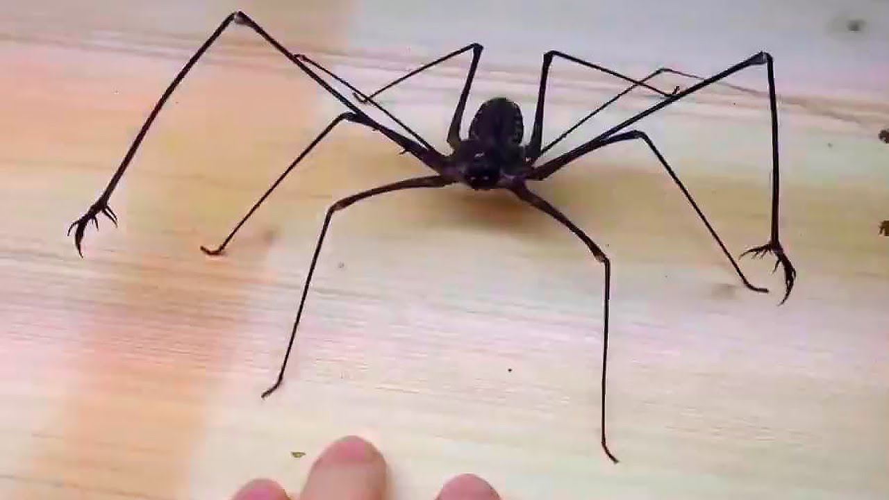 Нашествие пауков 2. Подборка