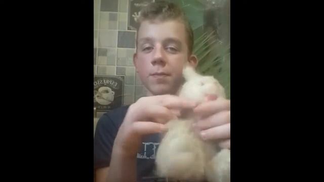 зайка игрушка