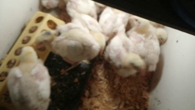 Выращивание бройлеров с 10 по 15 сутки