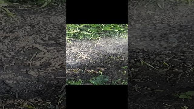 защита капусты от слизней