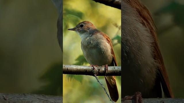 Обыкновенный соловей поет!