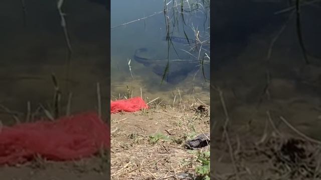 очень красиво с детенышами змей