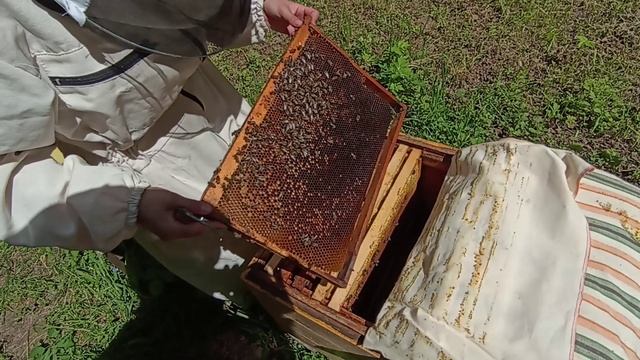 ПЧЁЛЫ ВЫВЕЛИ НОВУЮ ПЧЕЛОМАТОК. СЕМЬЯ ПЧЁЛ 2022 СПАСЕНА !