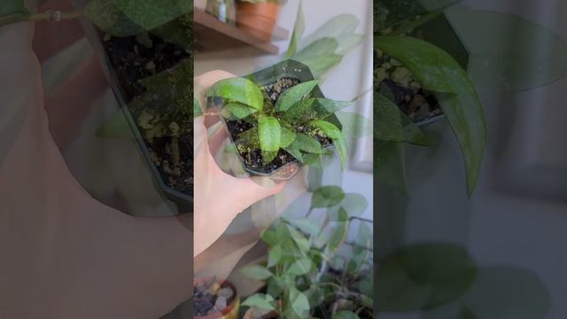 NEW PLANTS IN THE SHOP NOW 🌿💕