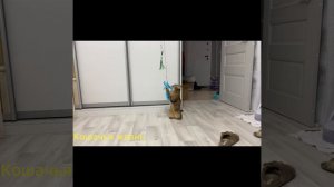 Новая игрушка дразнилка для кошек)