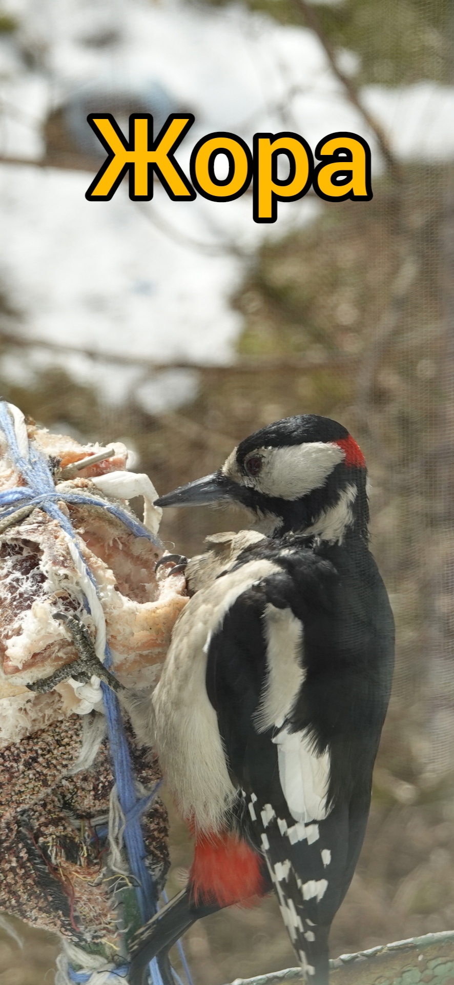 Дятел -Жора