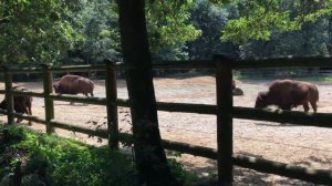 Brněnská ZOO - Byzon