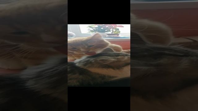 Карточка видео