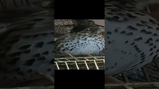 Певчий дрозд Спиридон)