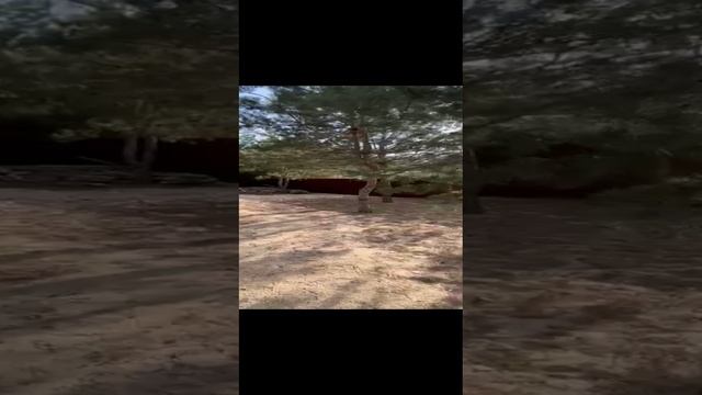WhatsApp Video 2022-05-15 at 12.10.25.mp4
