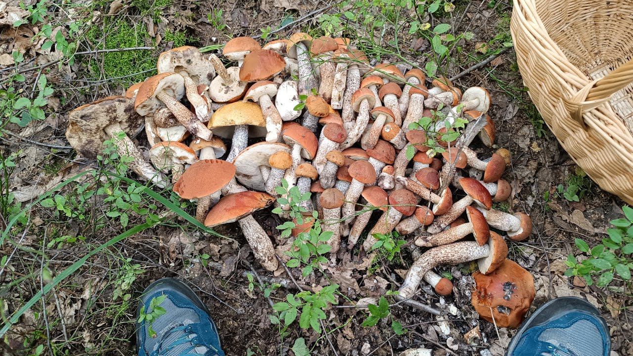 Грибов МНОГО  не бывает, их бывает СЛИШКОМ много!