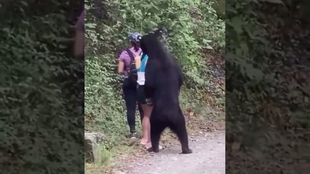 bear, asian girl