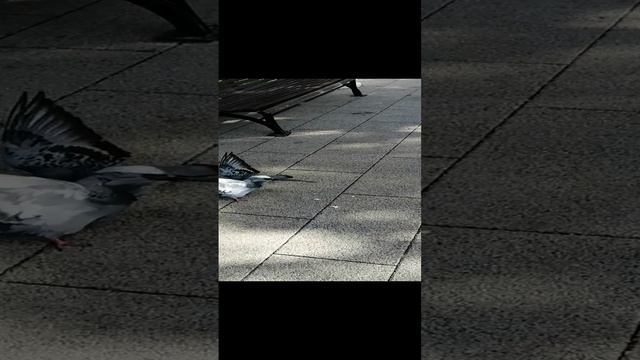Драка голубей.mp4