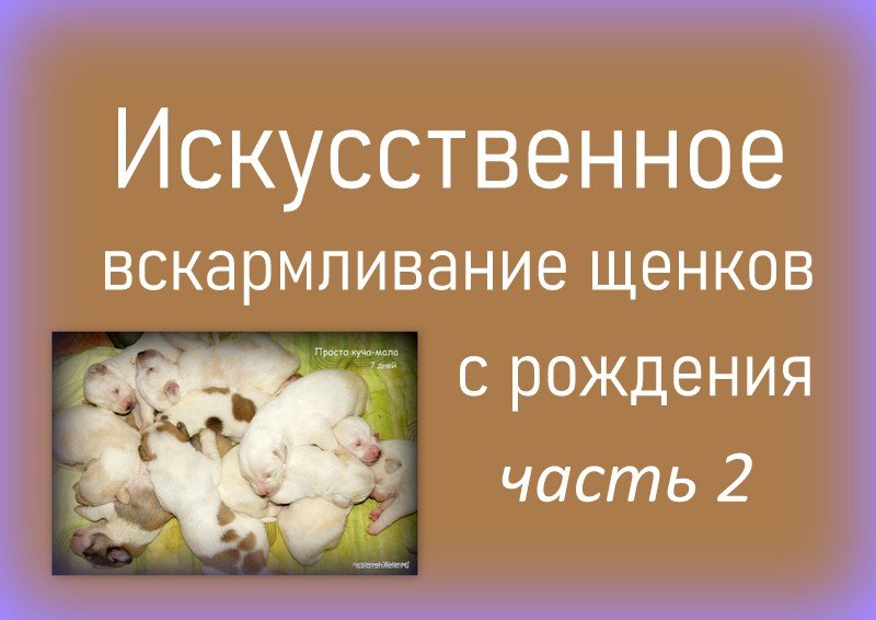 Искусственное вскармливание щенков часть 2