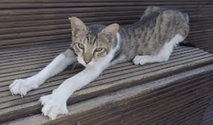 - Смешные коты. Кипр. Айя-Напа. Октябрь 2017.