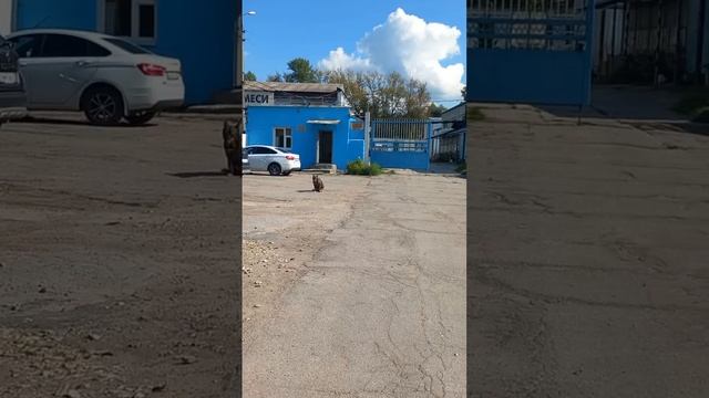 Магазин краски, лаки, Адмирал, Минерал, Тульская область, Щекино, видна собака, животные,  машины