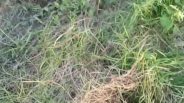Развед выезд в поле на коп, вечером..