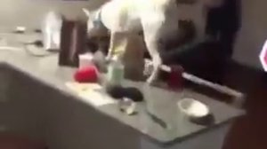 Когда хозяин рано вернулся домой