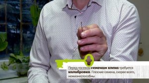Подзимние посевы декоративных культур. Что и как посеять