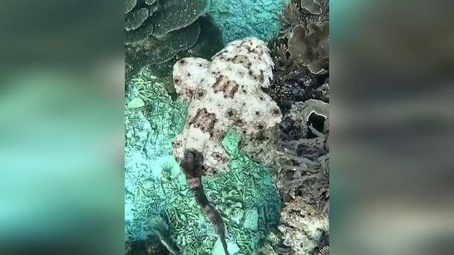 Акула Воббегонг