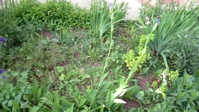 И снова наши клумбы 190 видео .