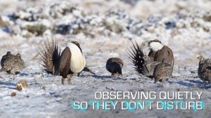 The Dance Of The Sage Grouse