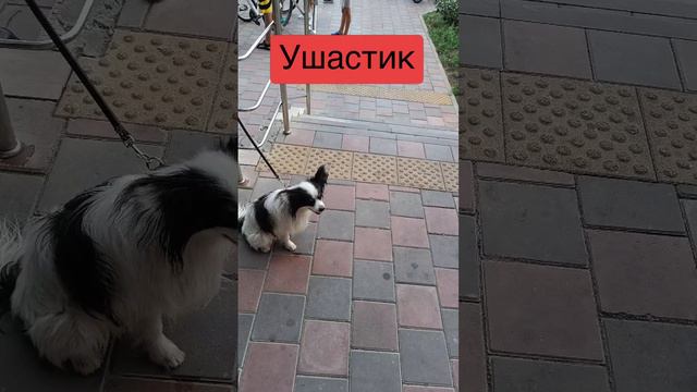 встретили такого ушастика