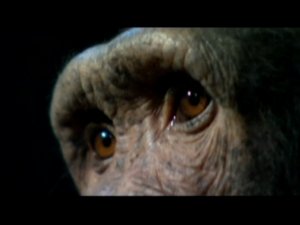 Шимпанзе ТВ / Chimp TV
